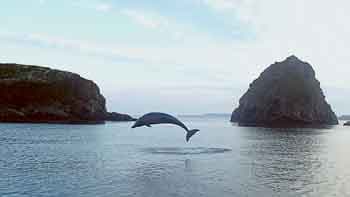 Impromptu dolphin show wows locals | tenby-today.co.uk