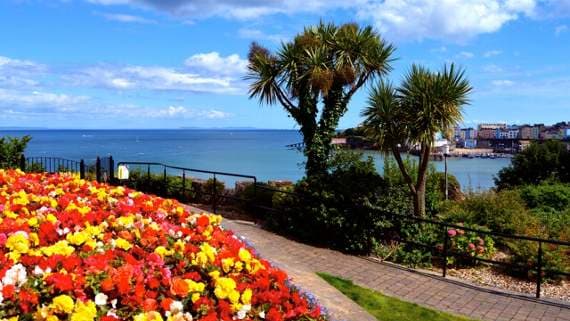Wildflower meadow in Tenby will help monitor biodiversity | tenby-today ...