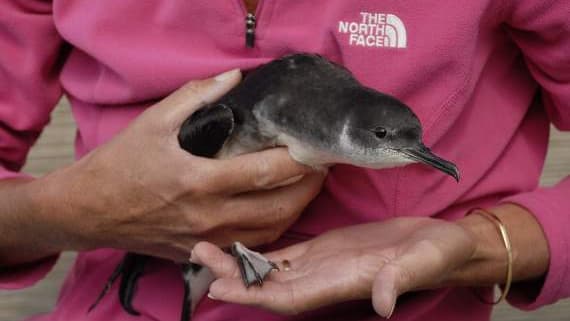 Advice for helping migrating Manx Shearwater birds | tenby-today.co.uk