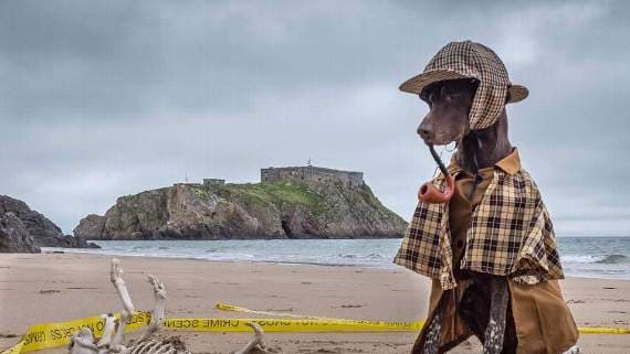 Model dog Bracken unleashes her latest 'Sherlock' inspired look | tenby ...