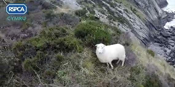 RSPCA rescue sheep from cliff after it was chased by a dog | tenby ...