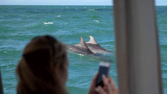 Your chance to whale-watch in Wales! | tenby-today.co.uk