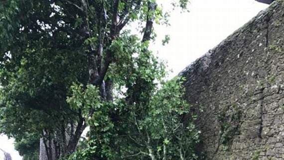 Tenby town wall trees for the chop? | tenby-today.co.uk