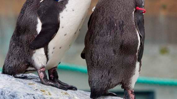 Folly Farm named 10th best zoo in the world! | tenby-today.co.uk