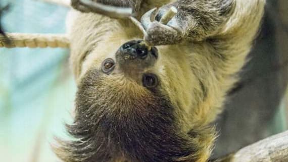 Folly Farm starts retirement home for sloths! | tenby-today.co.uk