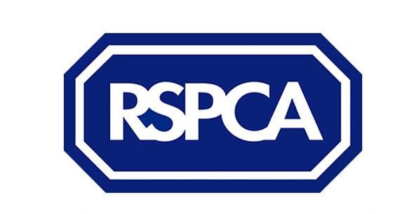 RSPCA launch appeal after fox found dead in illegally-set snare | tenby ...