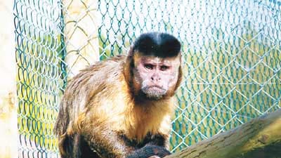 Monkeying around at Folly Farm’s zoo | tenby-today.co.uk