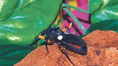 Folly Farm hires assassins to celebrate National Insect Week | tenby ...