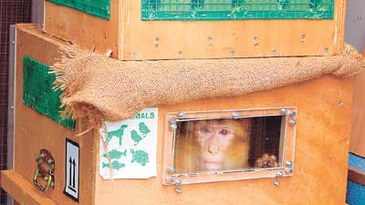 Monkey business at Folly Farm as eight Macaques arrive | tenby-today.co.uk