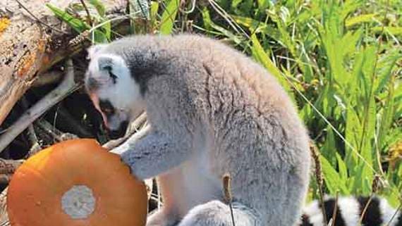 Boo in the Zoo at Manor Wildlife Park | tenby-today.co.uk