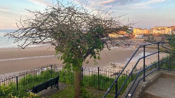 One of Tenby's most distinctive trees to be removed due to infection ...