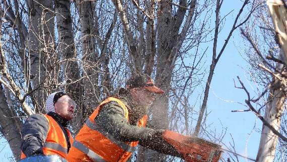 New planting considered as more trees are due to be lost in Tenby ...