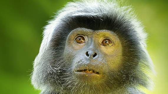 RSPCA ‘delighted’ as Welsh Government shifts position to back primate ...