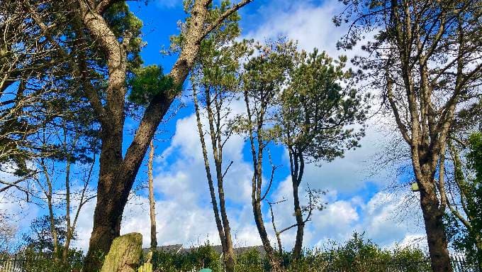 Pembrokeshire National Parks approve tree planting scheme for 70th ...