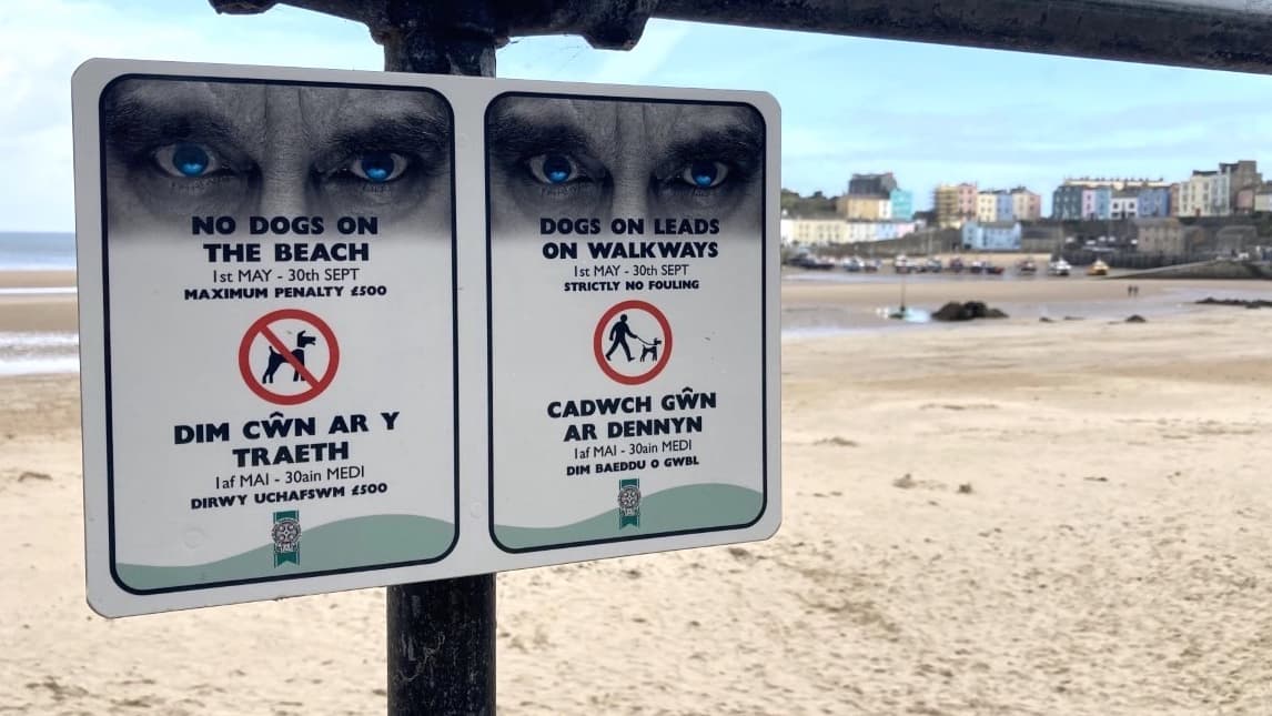 Councillors request change on dog beach ban restrictions in Tenby ...