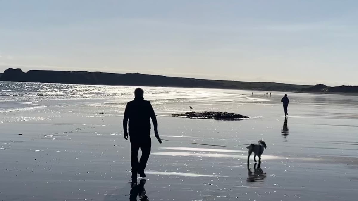 Dog beach restrictions ‘not good for tourism’ of Tenby | tenby-today.co.uk