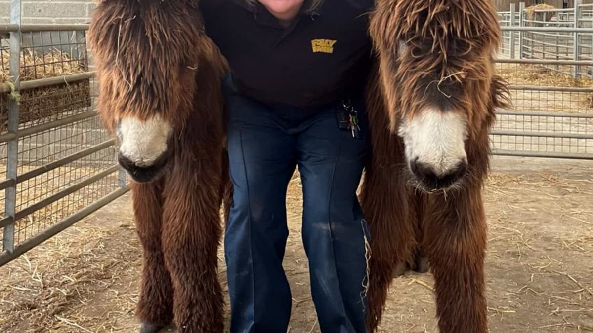 One of the world’s largest donkey breeds arrives at Folly Farm | tenby ...
