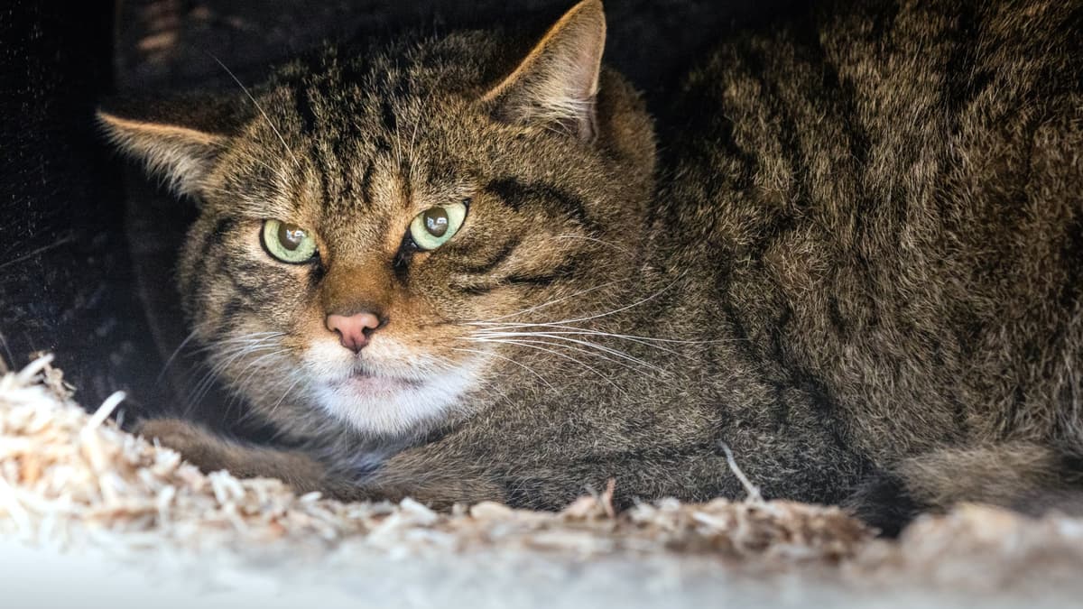Welsh zoo opens new native species enclosure to raise awareness of ...