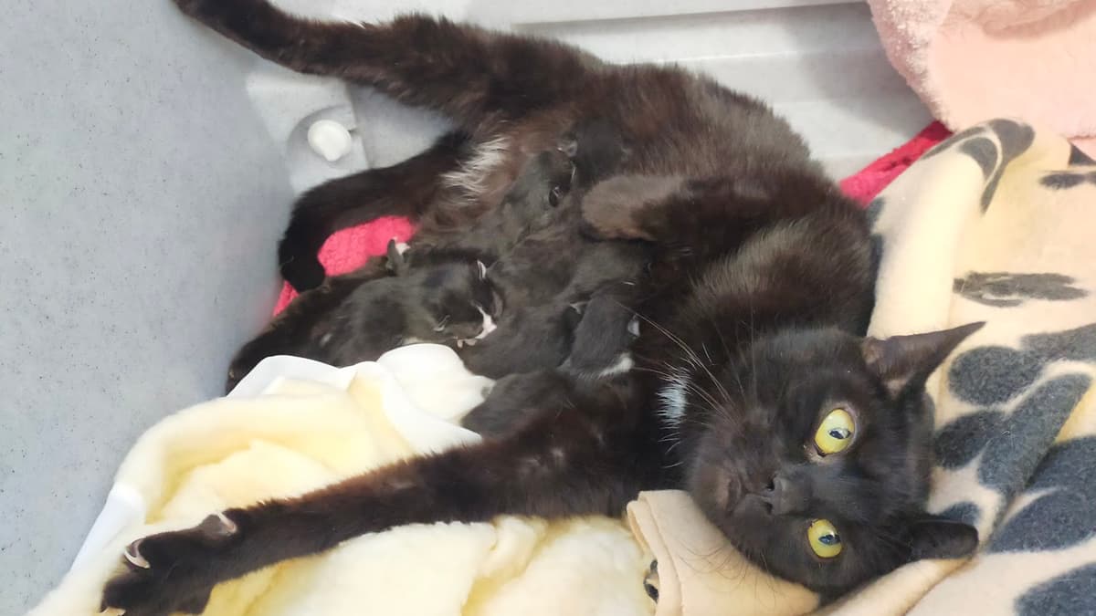 Meet the newborn Welsh kittens hoping to keep Wales’ World Cup dream ...