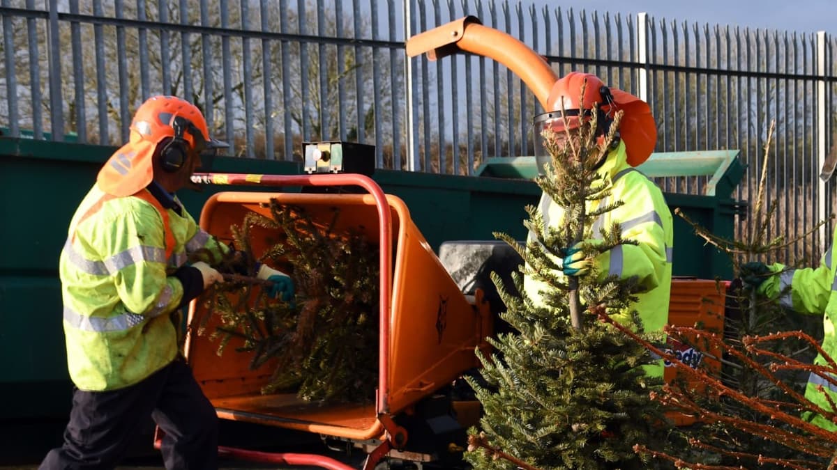 Book free collection of your real Christmas tree | tenby-today.co.uk