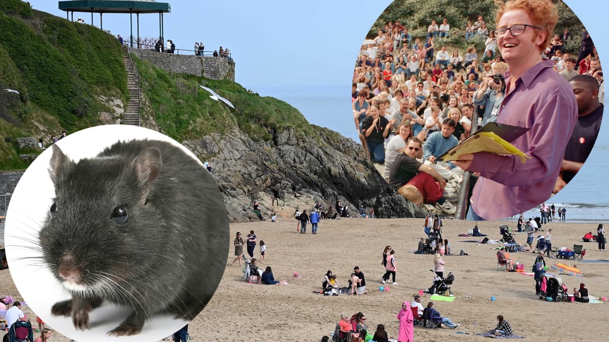“I quite like rats!” - radio host Chris Evans backs Tenby's rodents ...