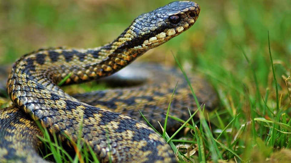 Pembrokeshire Coast National Park issues adder warning | tenby-today.co.uk
