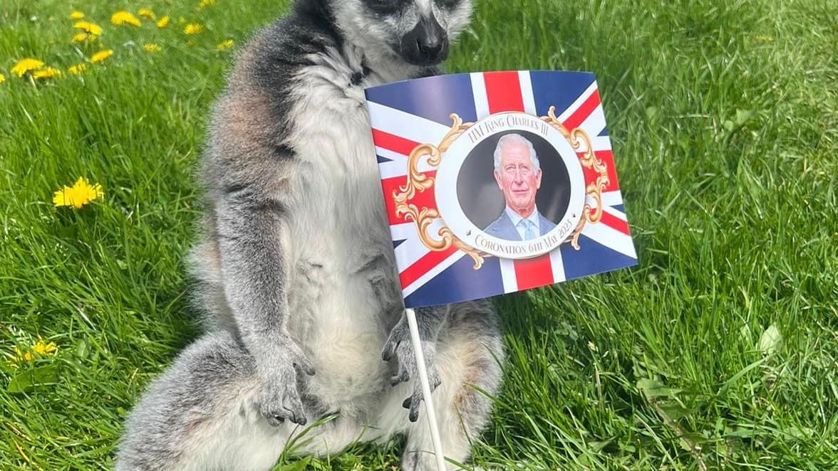 Folly Farm's mix of animals get ready for King's Coronation! | tenby ...