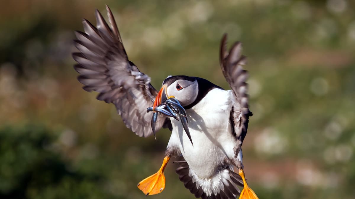 Discover the birds of Skomer with an expert birder at St Davids hotel ...