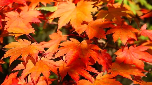 Cosheston WI ladies introduced to Colby Woodland Garden’s Fullmoon ...
