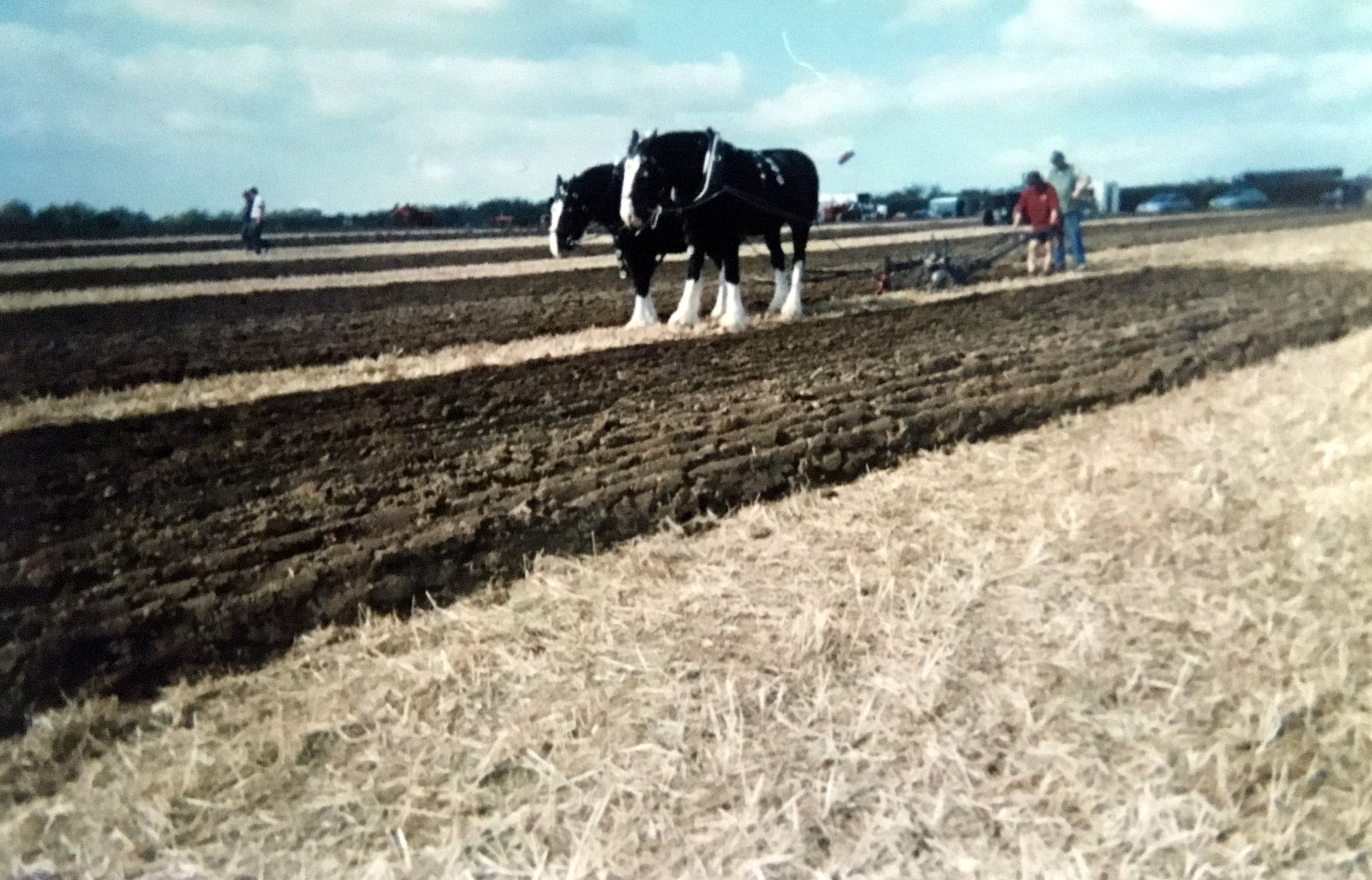 62nd Annual Ploughing, Plashing and Roots Competition | tenby-today.co.uk