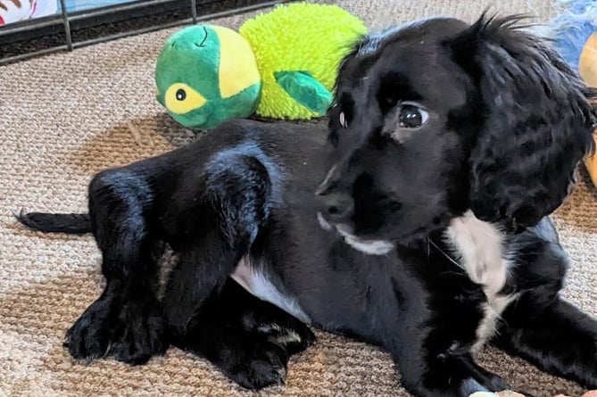 WATCH: The story of Pembrokeshire pup Ariel born with six legs - taking ...