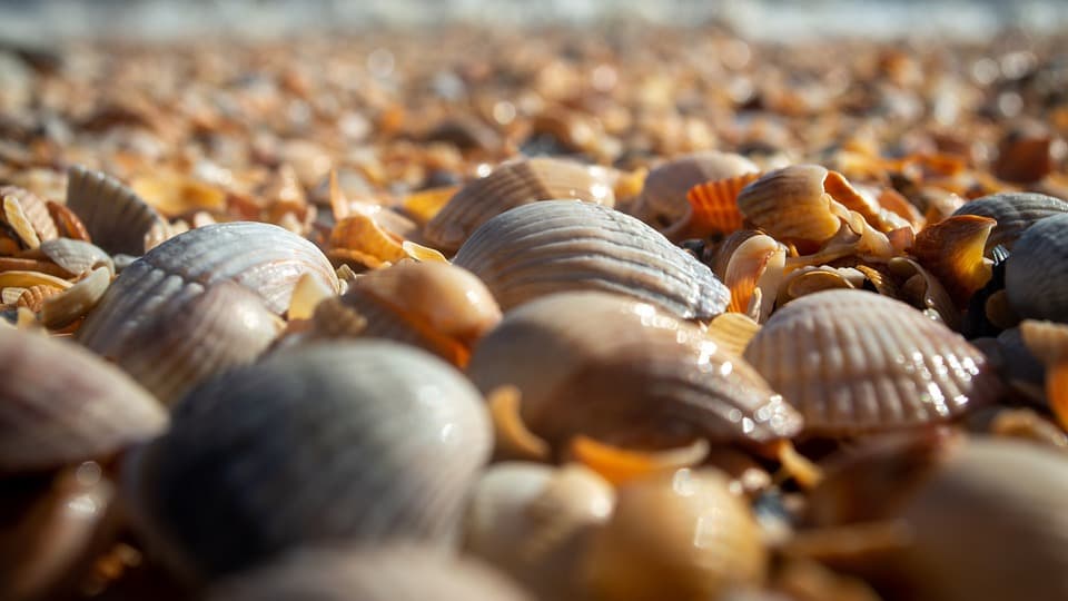Cockle picking concerns at Saundersfoot beach resurface | tenby-today.co.uk
