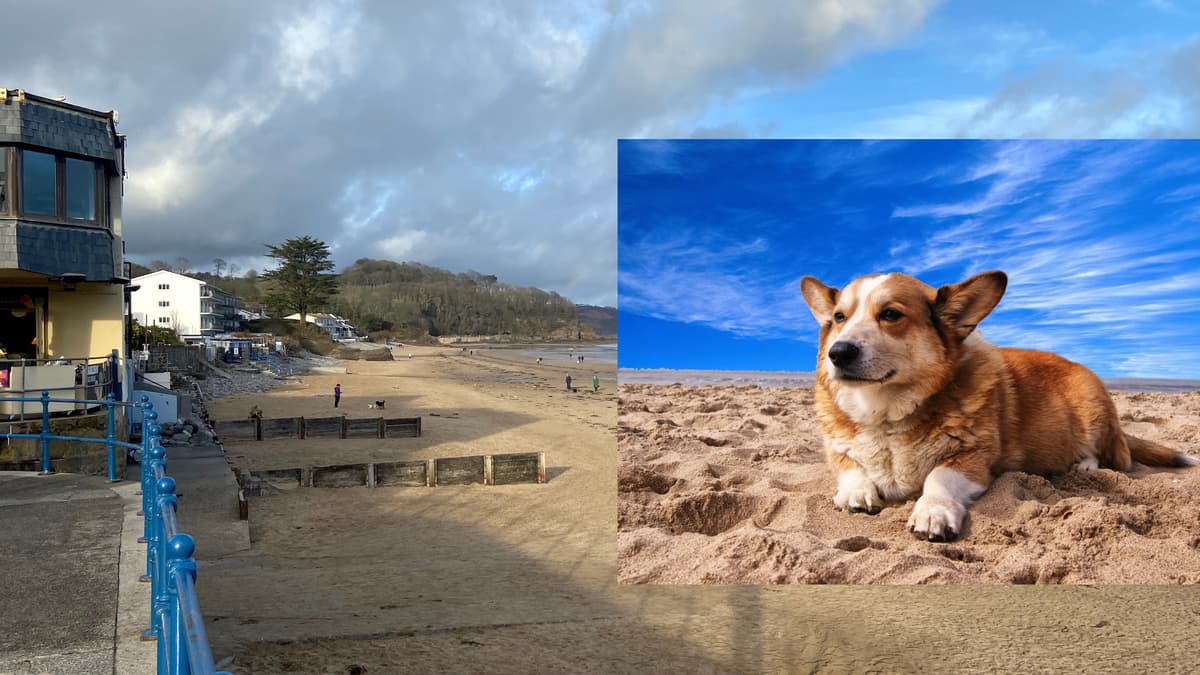 Saundersfoot is 'top dog' in list of best beaches for pooch owners ...