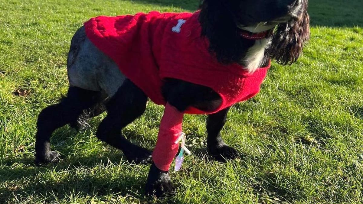 WATCH: The story of Pembrokeshire pup Ariel born with six legs - taking ...