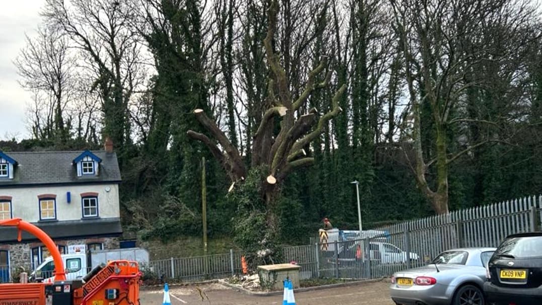 Conker tree cutting called a 'sad loss' by Tenby Civic Society | tenby ...