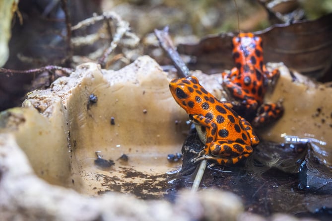 Take a sneak peek at Folly Farm’s new zoo exhibit set to open for half ...
