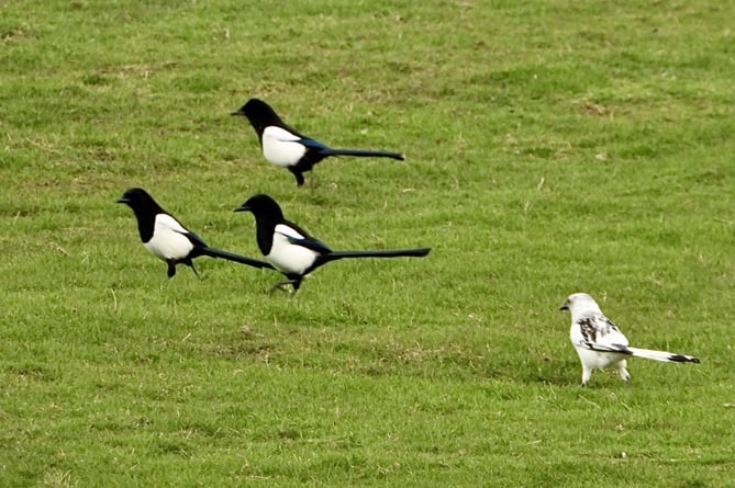 Nature enthusiast captures one in a million photo of rare white magpie ...