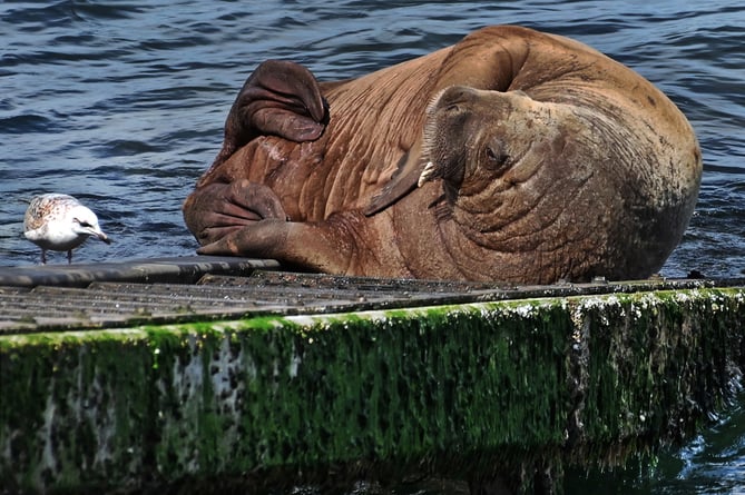 WATCH: Looking back 3 years on from 'Wally the walrus' arriving in ...