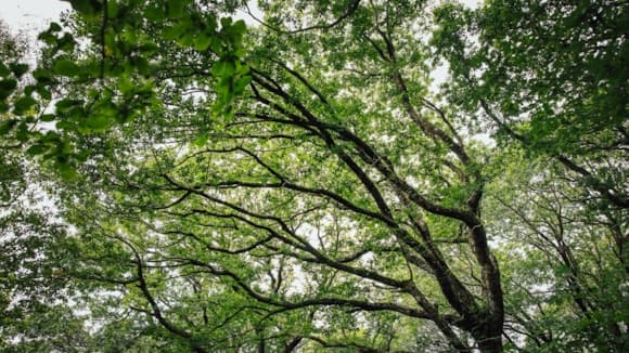Tens of thousands of oak trees have been planted across Wales thanks to ...