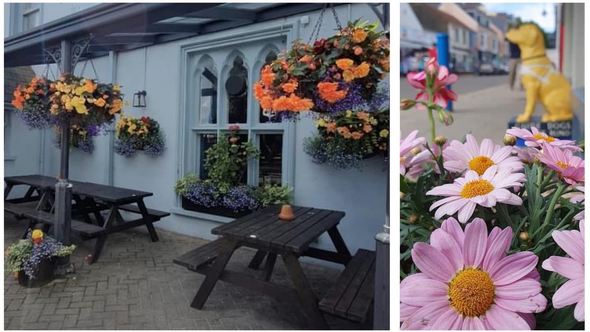 Saundersfoot in Bloom invites residents and businesses to show off ...