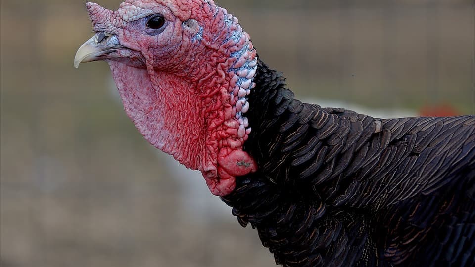 Pembroke Turkey shed refused | tenby-today.co.uk