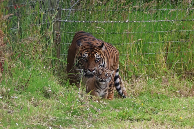A catch up on how Manor Wildlife Park’s newly born Sumatran tiger cub ...