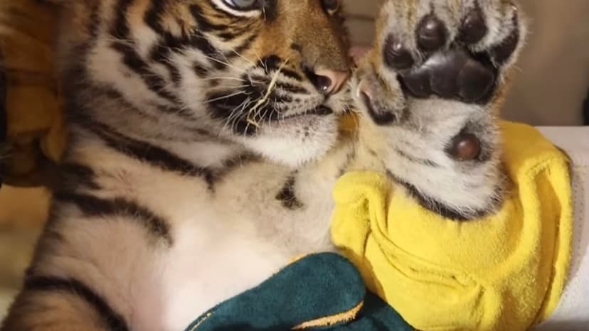 A catch up on how Manor Wildlife Park’s newly born Sumatran tiger cub ...