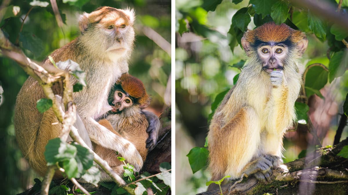 New Patas Plains primate enclosure opens at Folly Farm Zoo | tenby ...