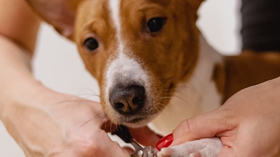 Dog grooming salon and shop given go-ahead for Narberth High Street ...