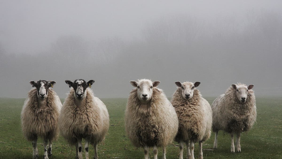 NFU Cymru calls on Natural Resources Wales to reverse sheep dip permit ...