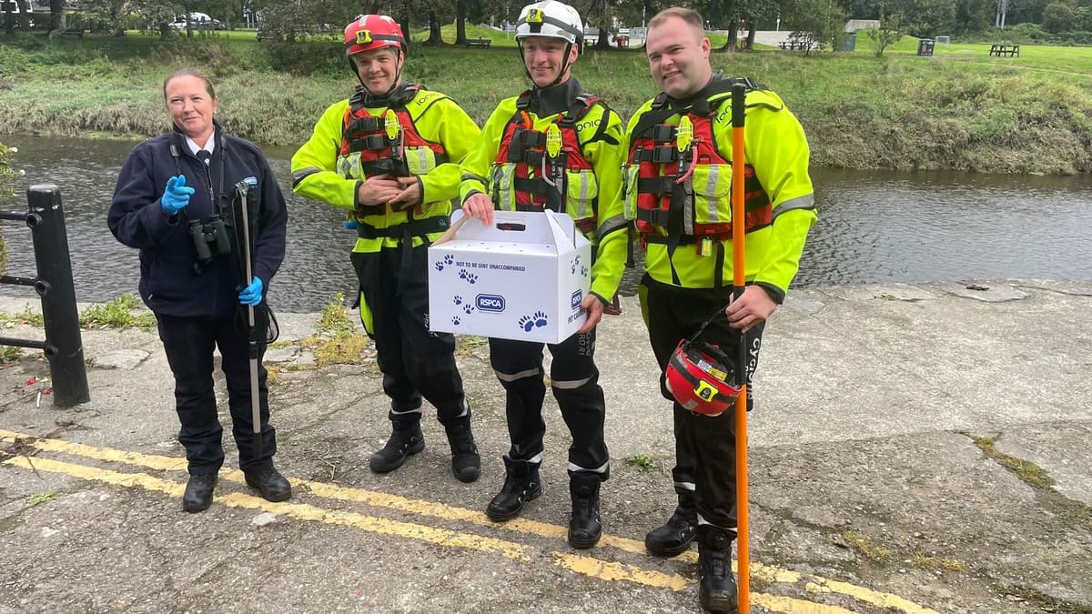 WATCH: Firefighters give RSPCA a helping hand with duck rescue on ...