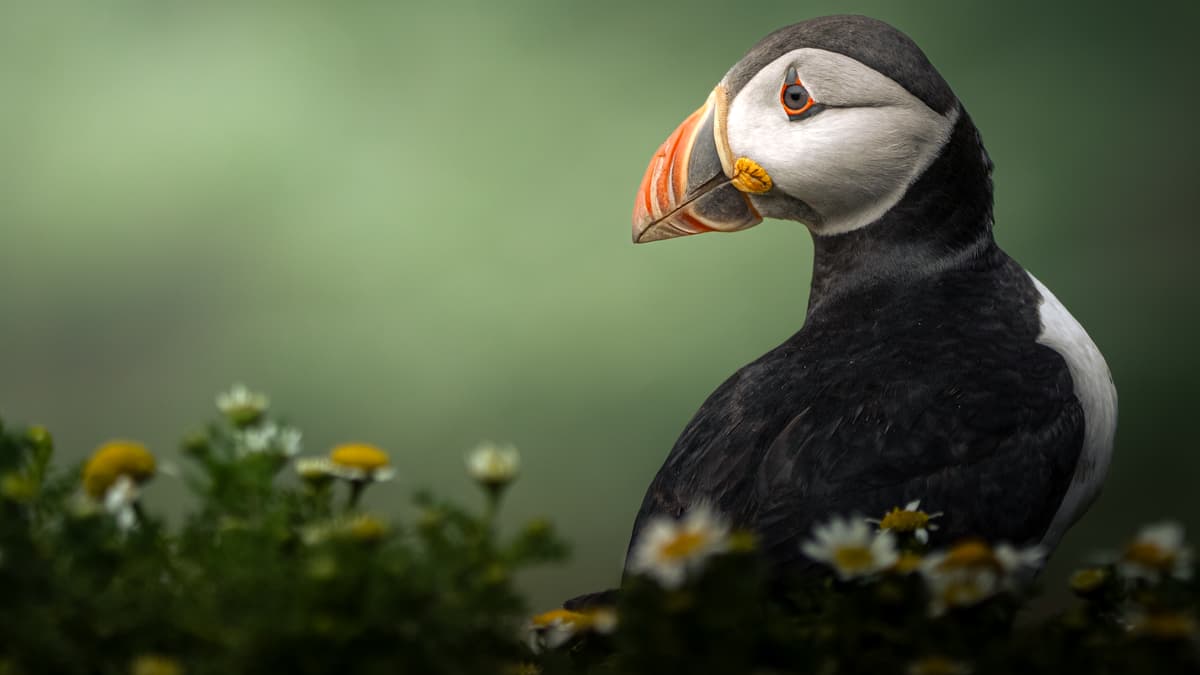 Puffin pic on Pembrokeshire’s Skomer Island wins at RSPCA ‘Young ...