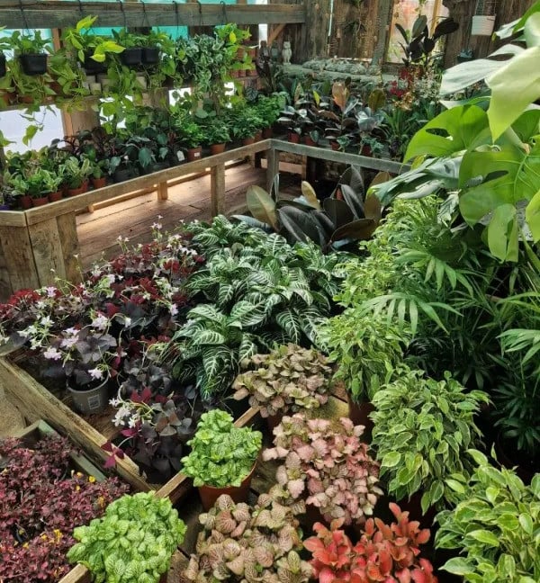 Houseplant tips for Manorbier Gardening Club | tenby-today.co.uk