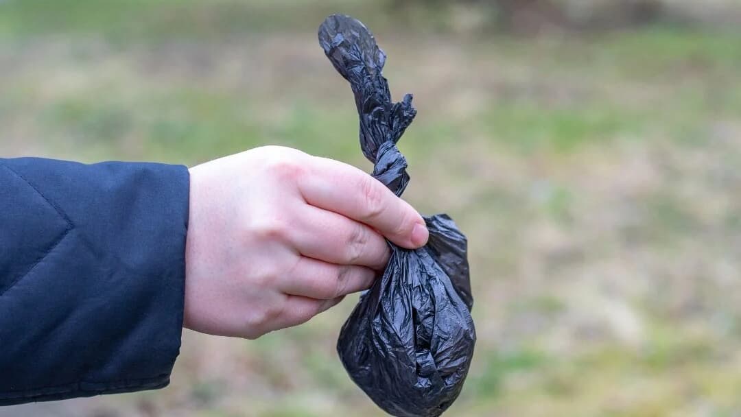 Dog owners turn riverside into 'Christmas tree' with poo bags | tenby ...